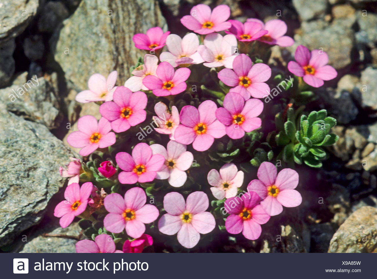 Alpine Rock Jasmine High Resolution Stock Photography and Images - Alamy
