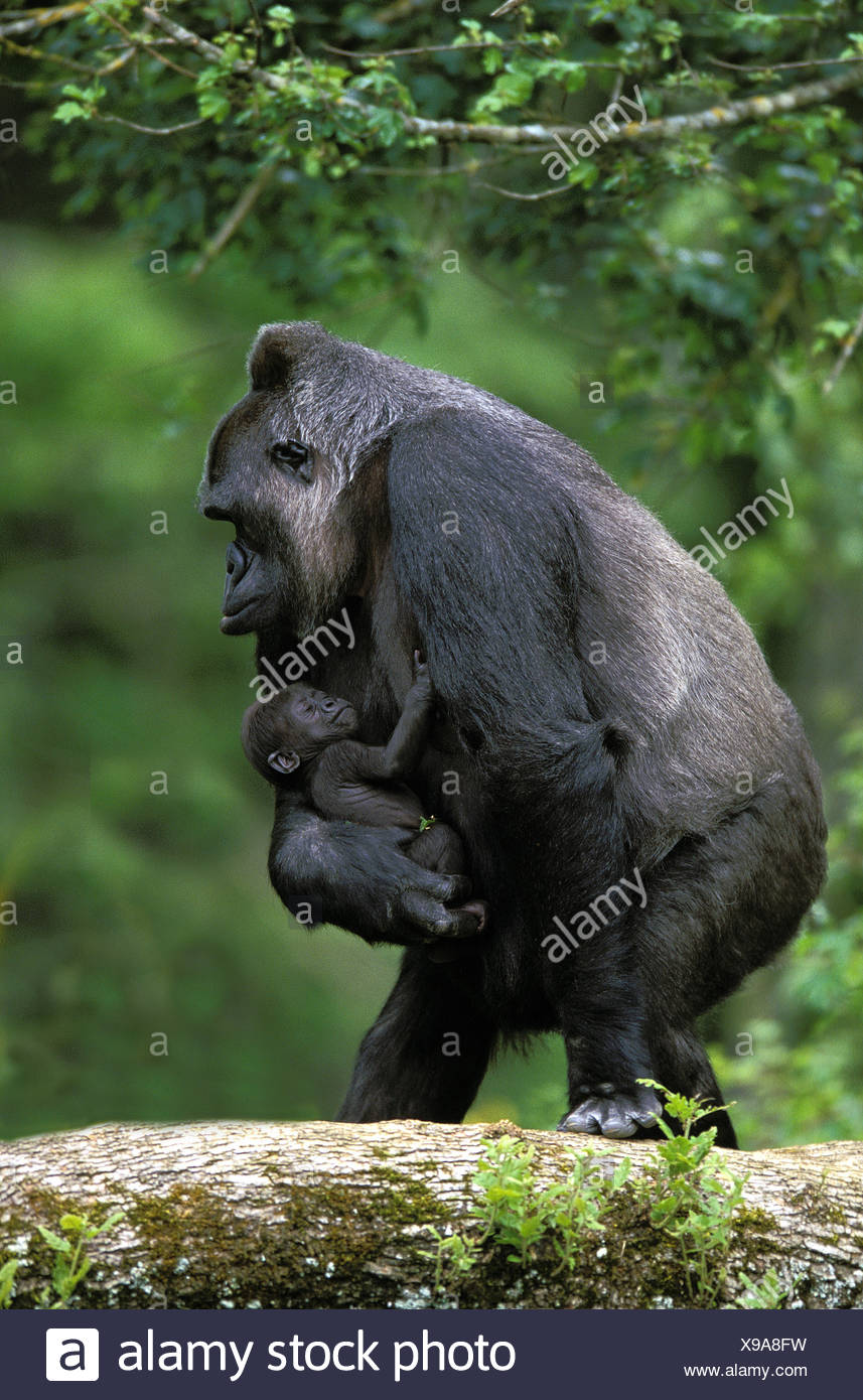 Eastern Lowland Gorilla High Resolution Stock Photography and Images ...