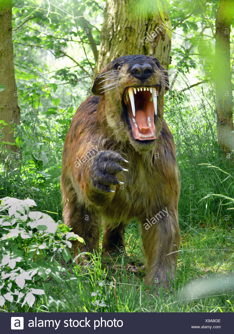 Sabre Tooth Tiger High Resolution Stock Photography and Images - Alamy