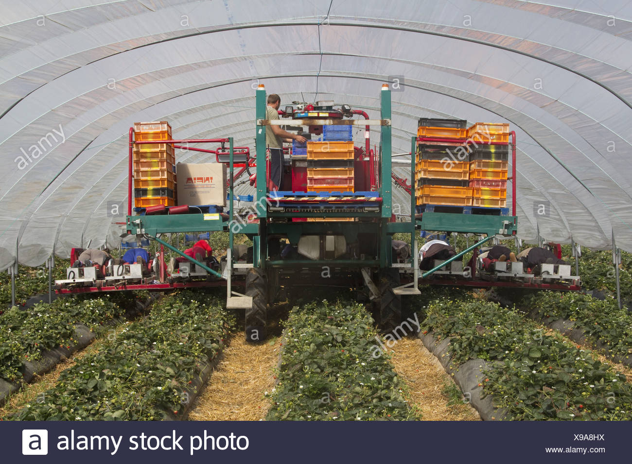 Strawberry Picking Machine High Resolution Stock Photography and Images ...