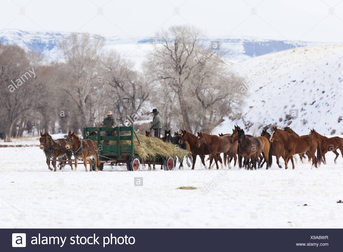 Two Mules Stock Photos & Two Mules Stock Images - Alamy