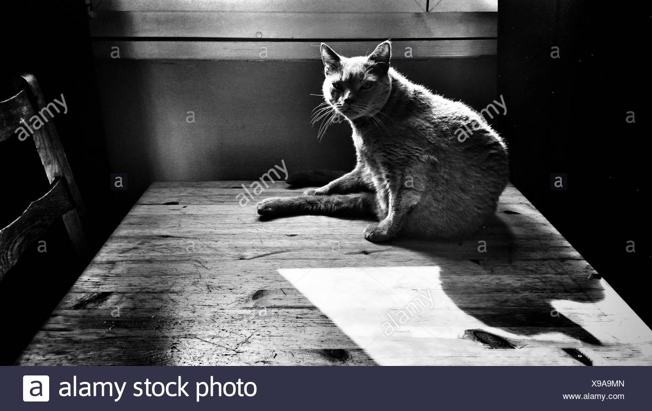 Cat On The Table High Resolution Stock Photography and Images - Alamy