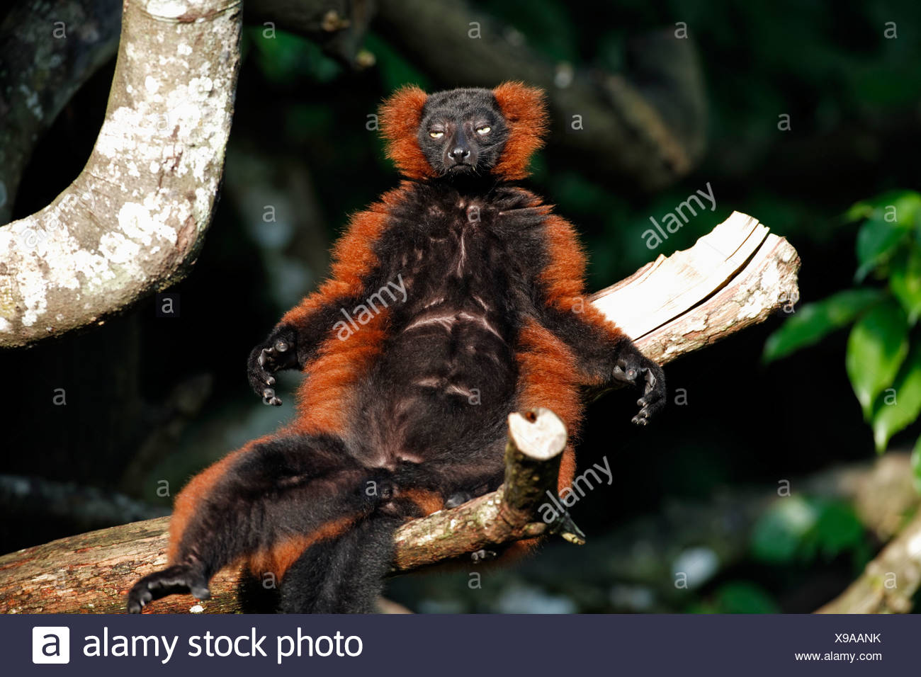 Lemur In The Sun High Resolution Stock Photography and Images - Alamy