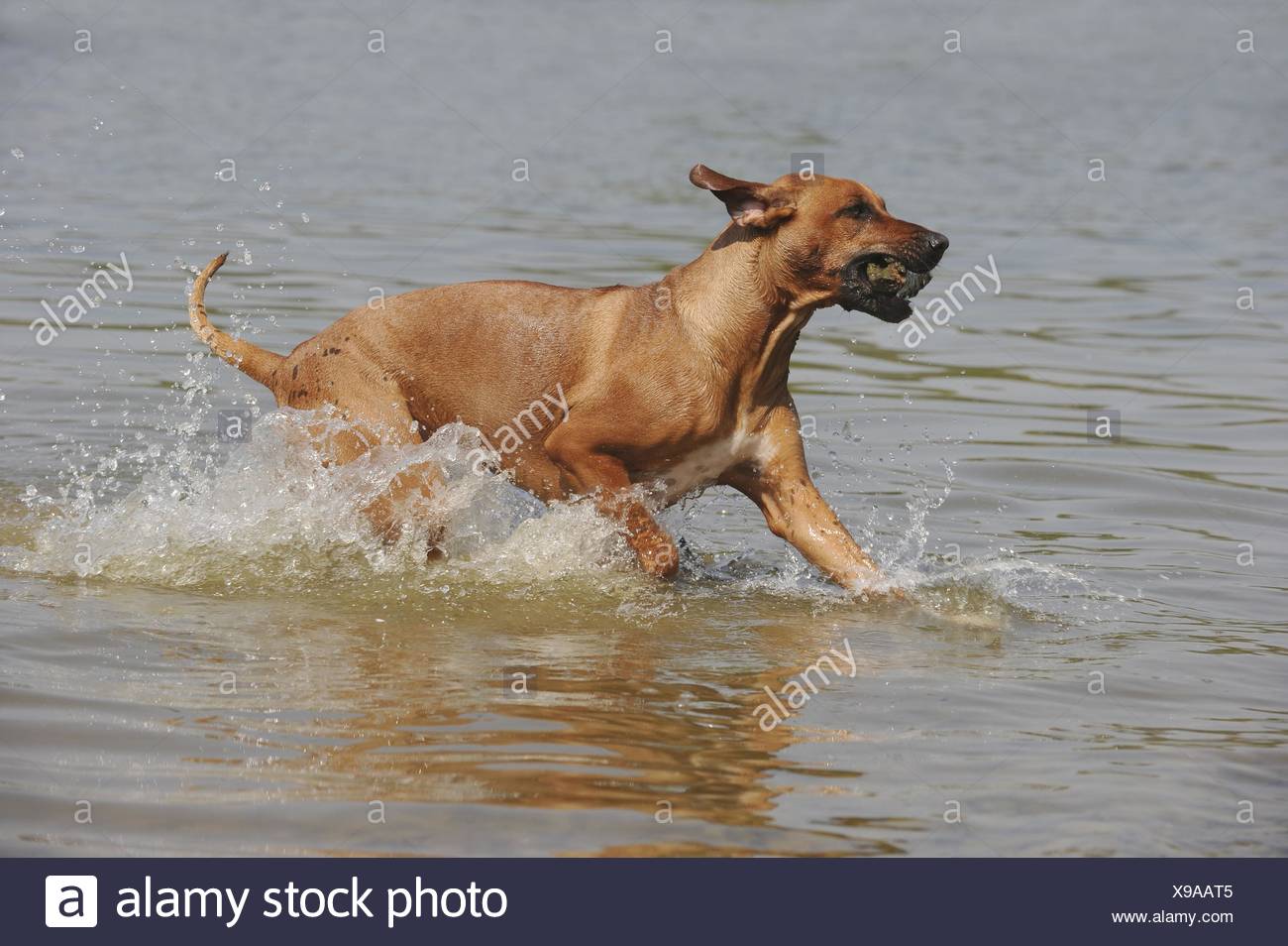 Playing Rhodesian Ridgeback High Resolution Stock Photography and ...