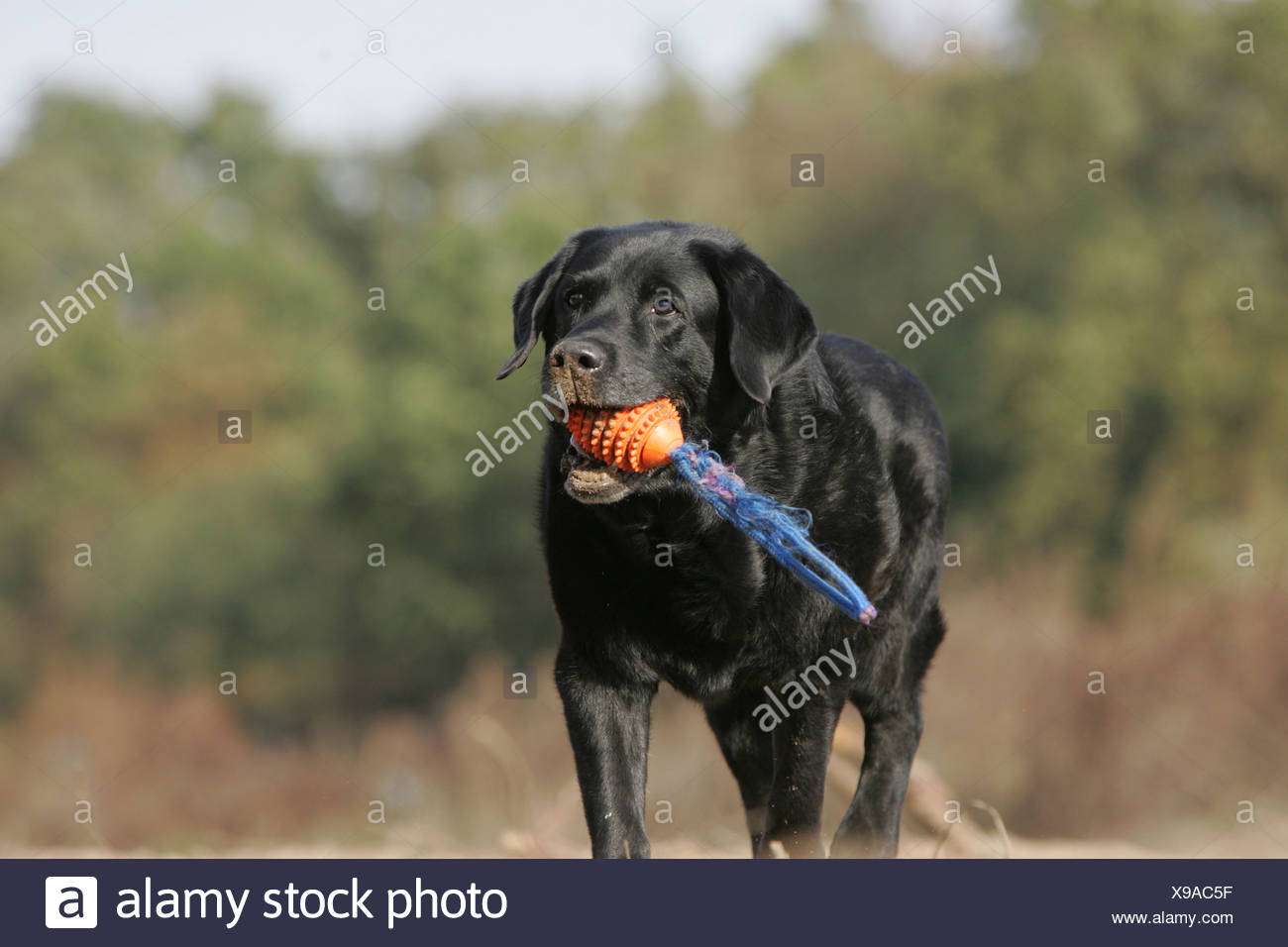 Black Labrador Playing Fetch Ball Stock Photos & Black Labrador Playing ...