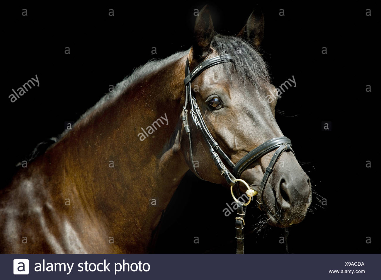 Wurttemberg Horse Stock Photos & Wurttemberg Horse Stock Images - Alamy