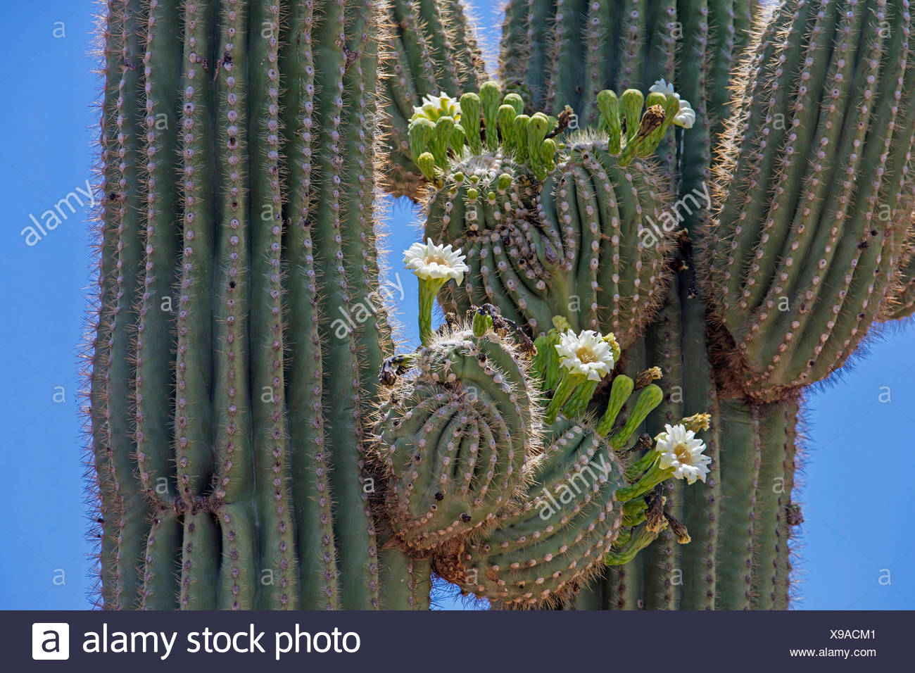 Saguaro Flower High Resolution Stock Photography and Images - Alamy