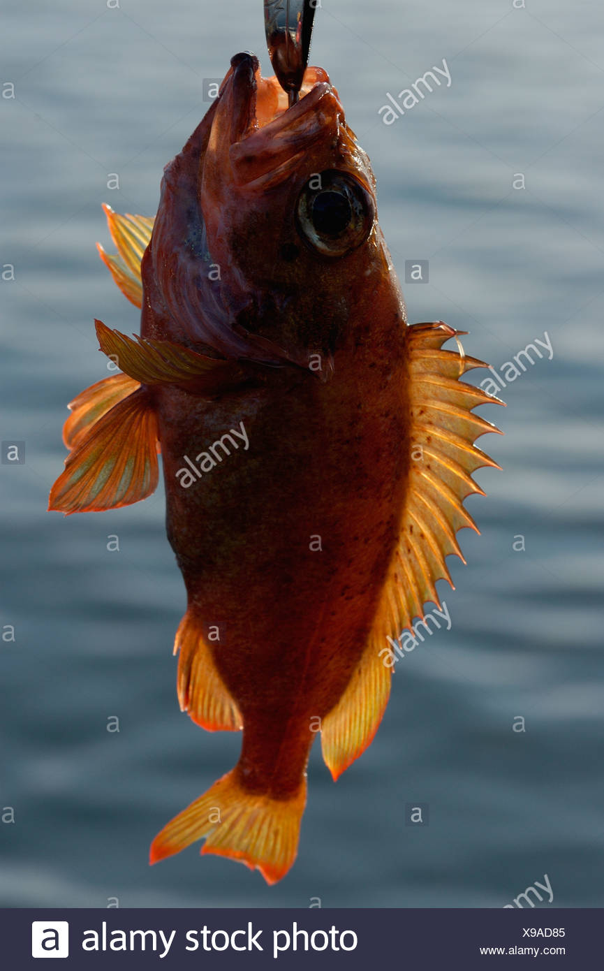 Sebastes Marinus High Resolution Stock Photography and Images - Alamy