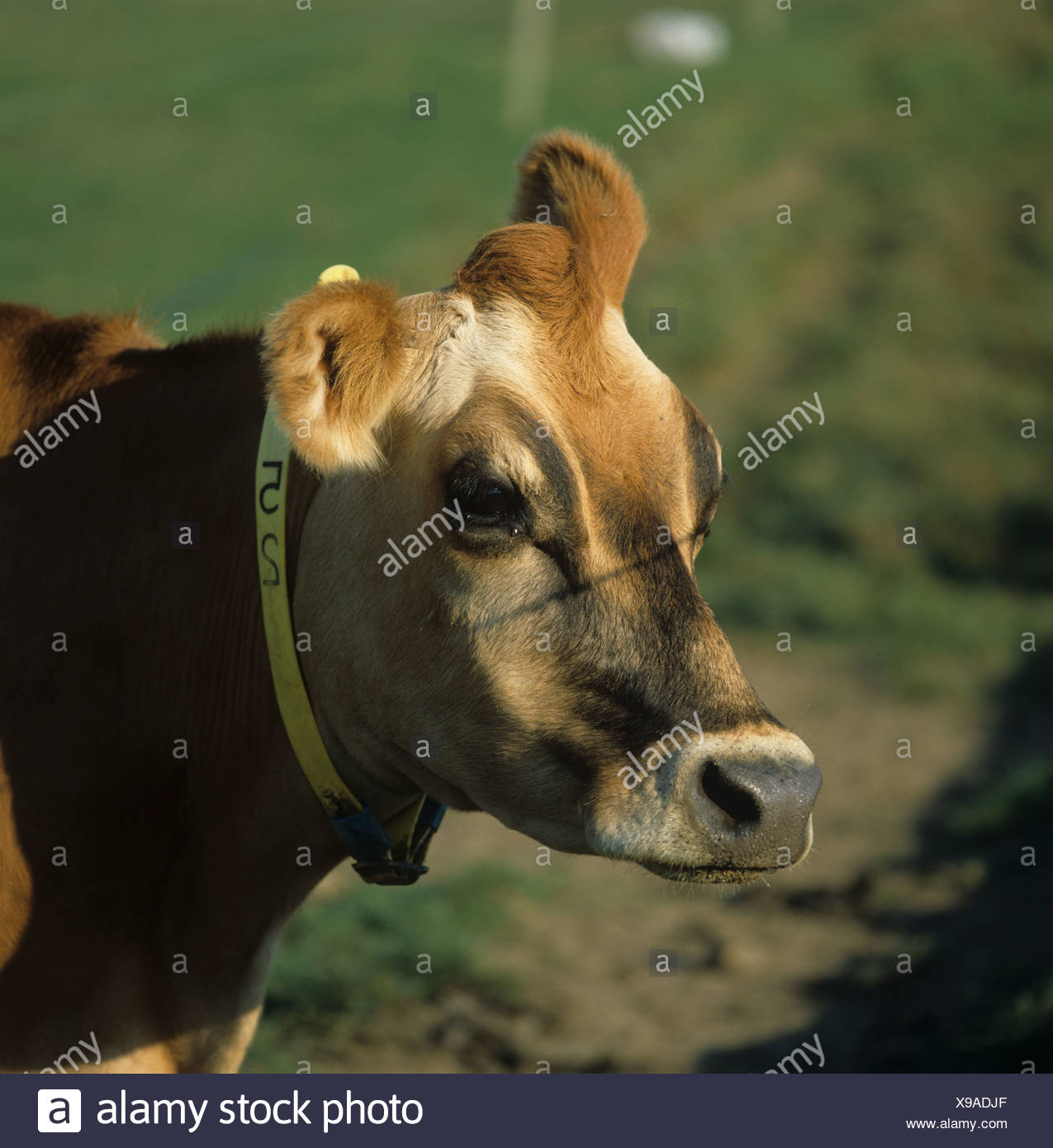 Breed Identification High Resolution Stock Photography and Images - Alamy