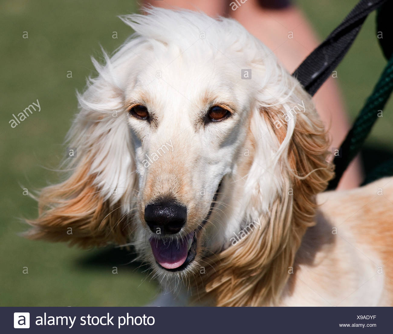 Aristocrat High Resolution Stock Photography and Images - Alamy