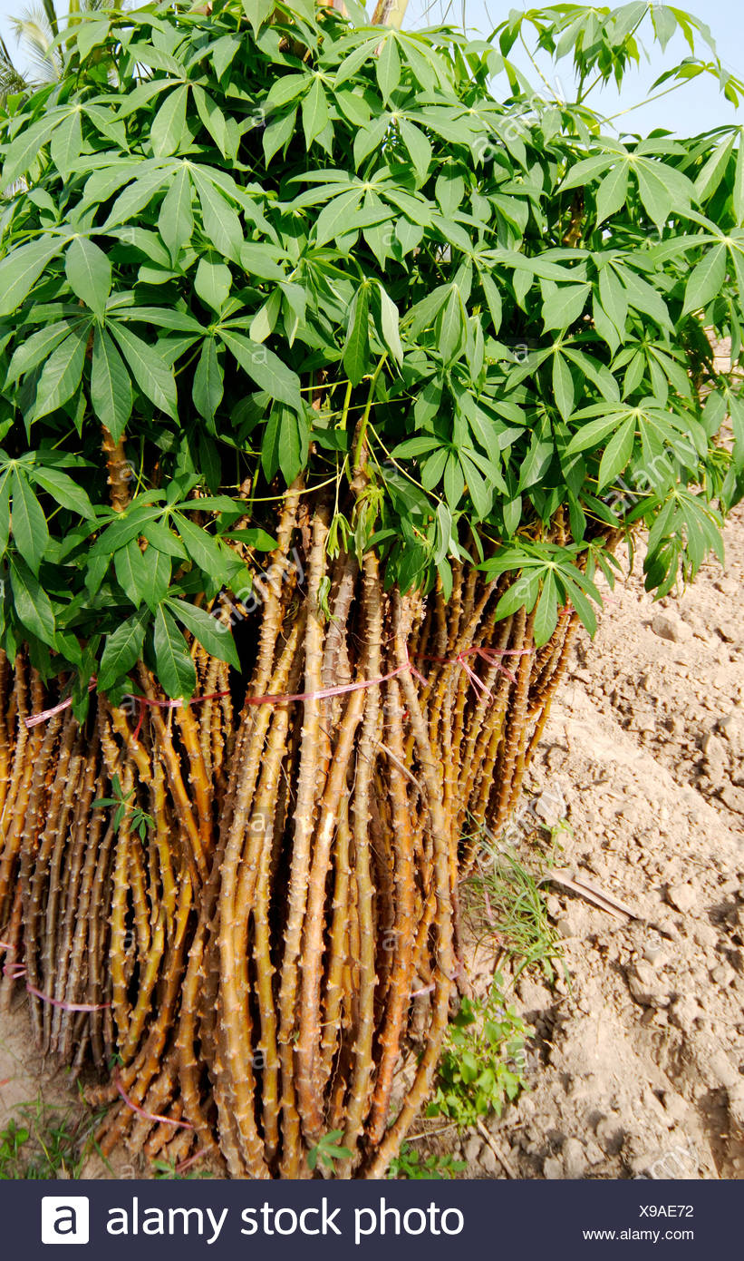 Tapioca Plants Stock Photos & Tapioca Plants Stock Images - Alamy