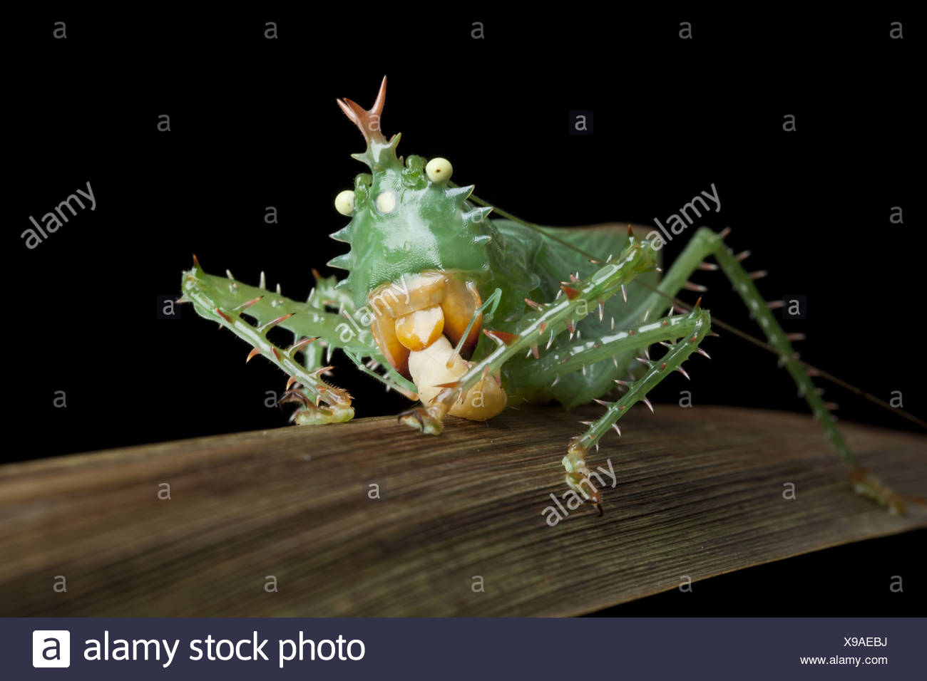 Spiny Bush Cricket Stock Photos & Spiny Bush Cricket Stock Images - Alamy
