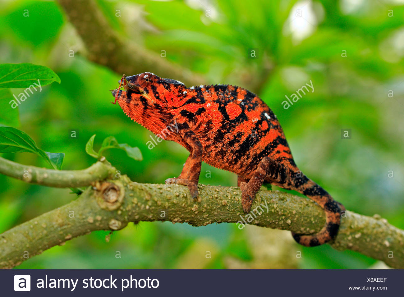 Male Panther Chameleons Stock Photos & Male Panther Chameleons Stock ...