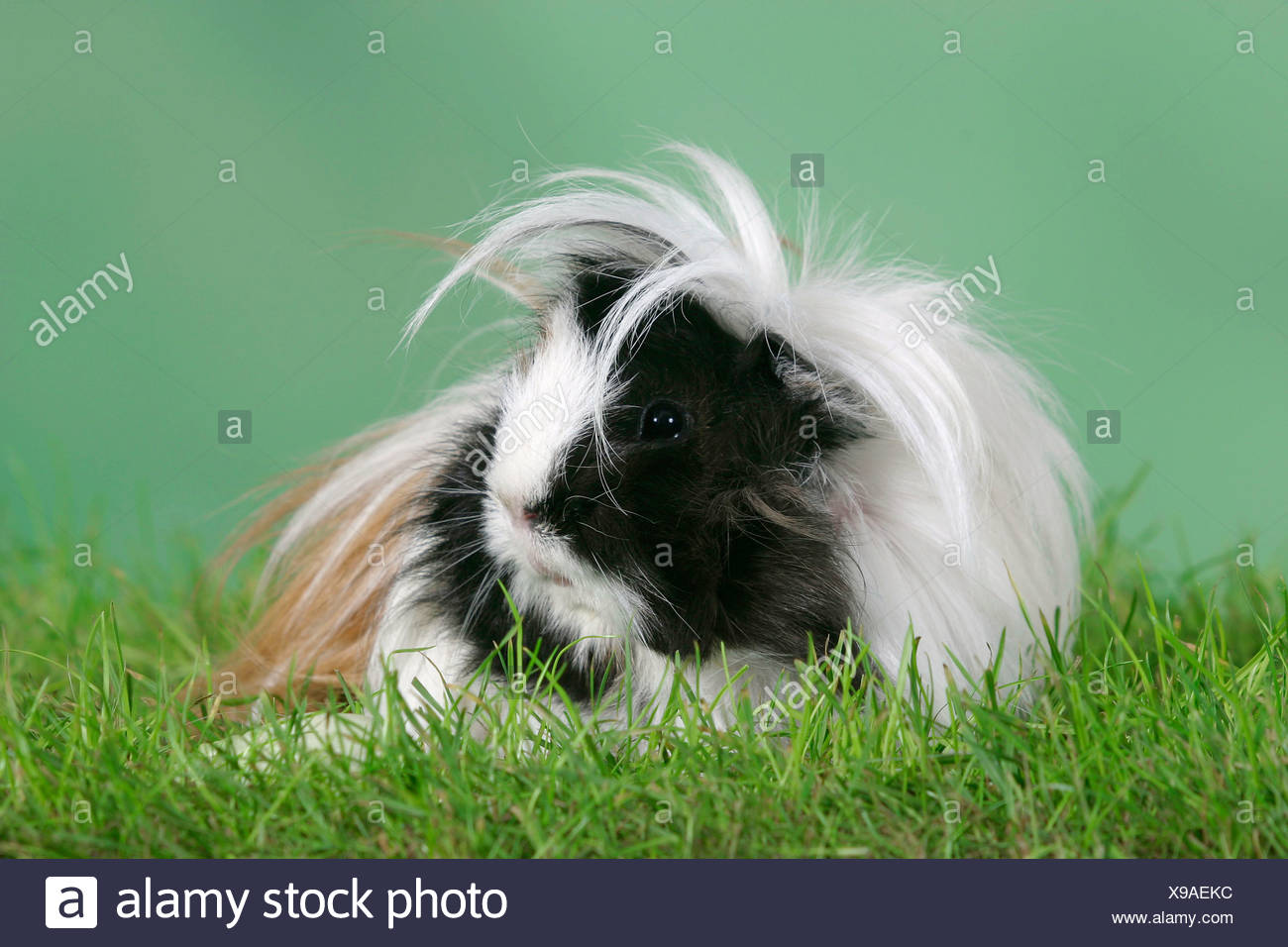 Peruaner Meerschweinchen High Resolution Stock Photography and Images ...