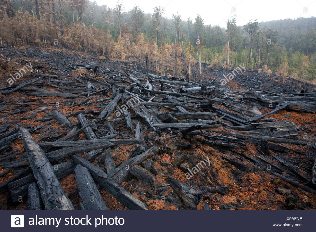 Logging Old Growth Forest High Resolution Stock Photography and Images ...