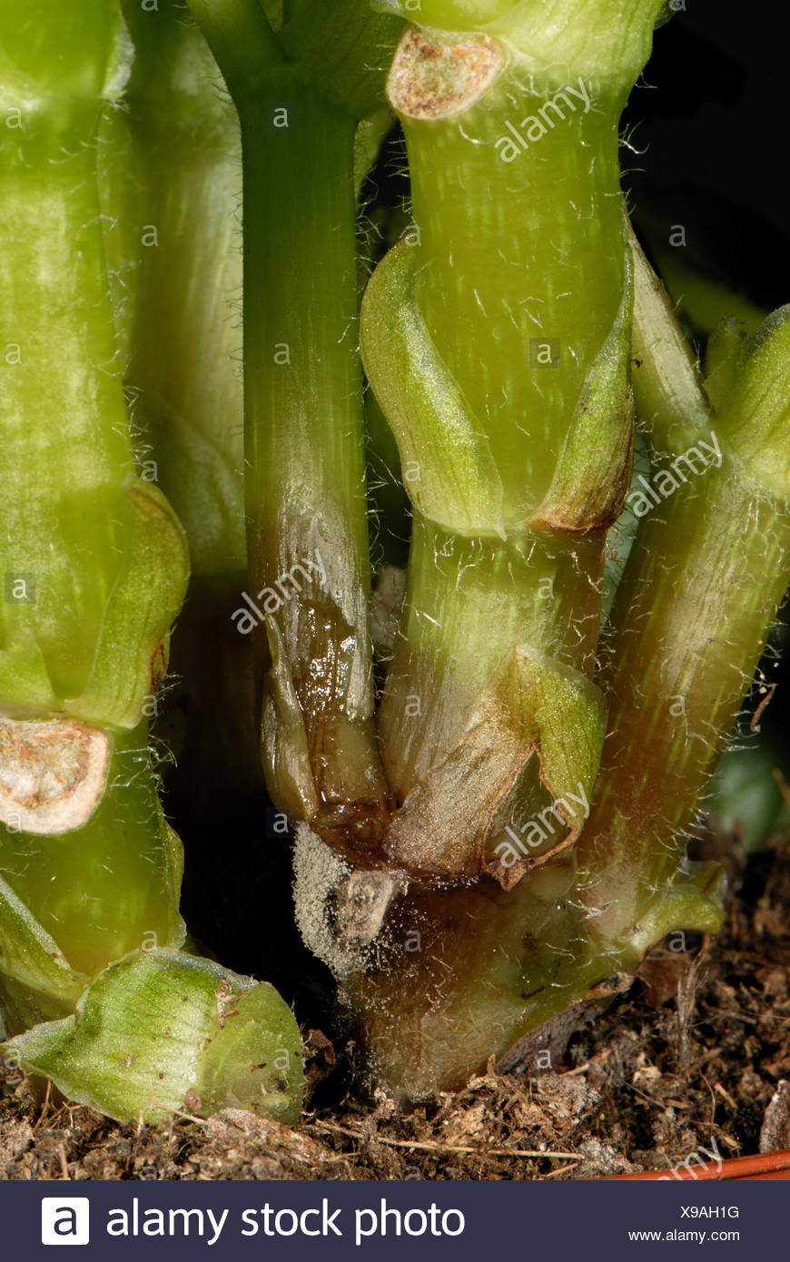 Grey Plant Pot High Resolution Stock Photography and Images - Alamy