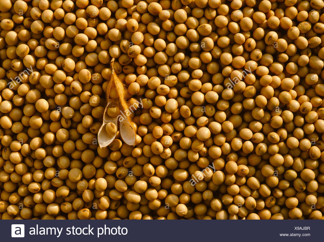 Soybean Pod High Resolution Stock Photography and Images - Alamy