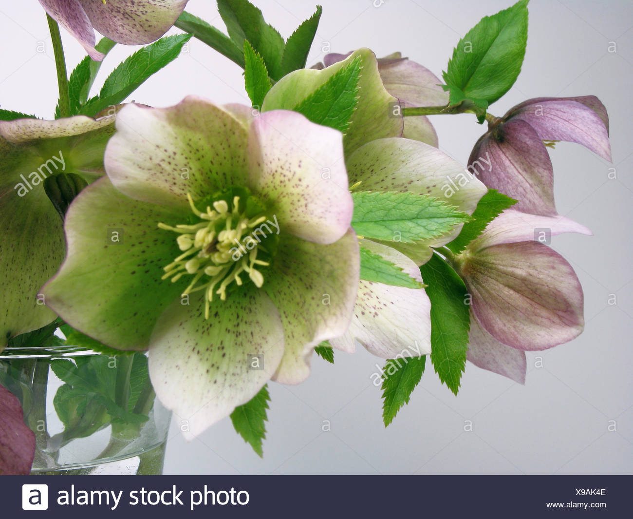 Christian Rose High Resolution Stock Photography and Images - Alamy