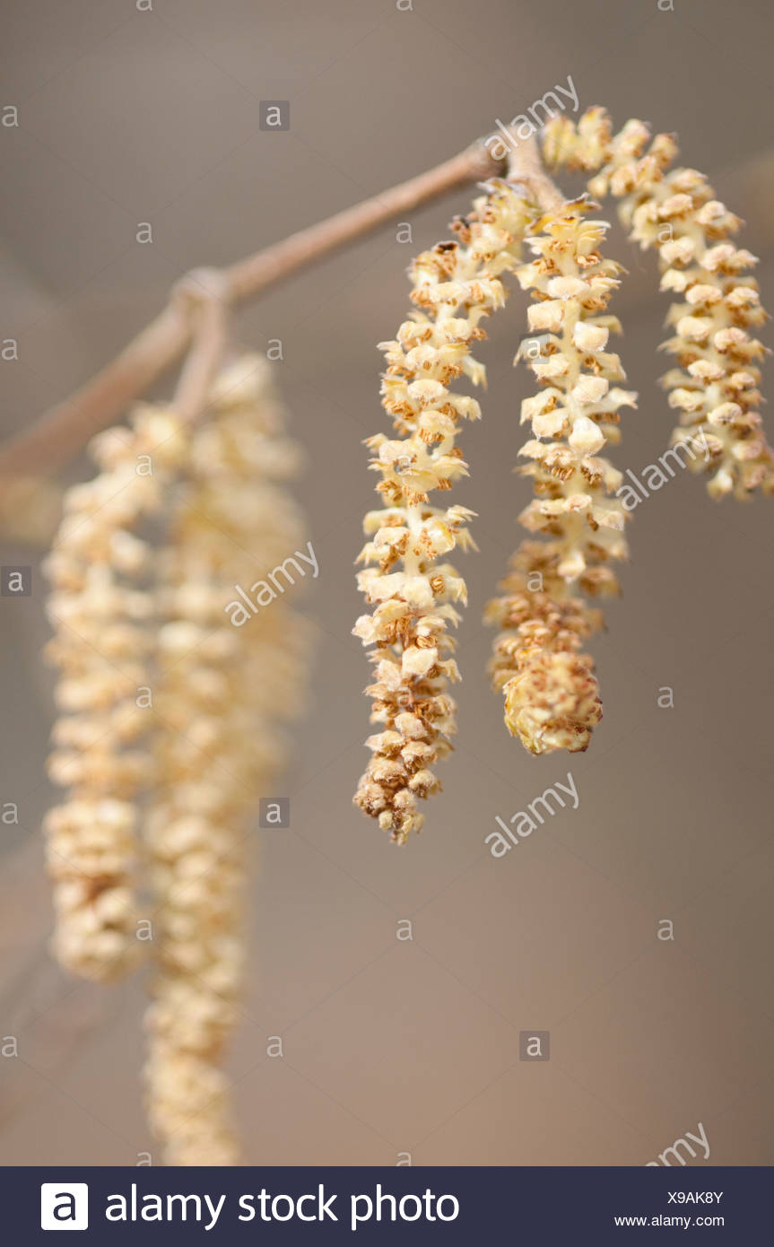 Which Hazel High Resolution Stock Photography and Images - Alamy