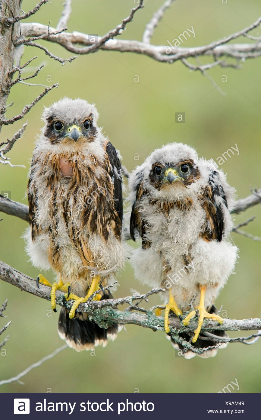 Merlin Falcon Chicks High Resolution Stock Photography and Images - Alamy