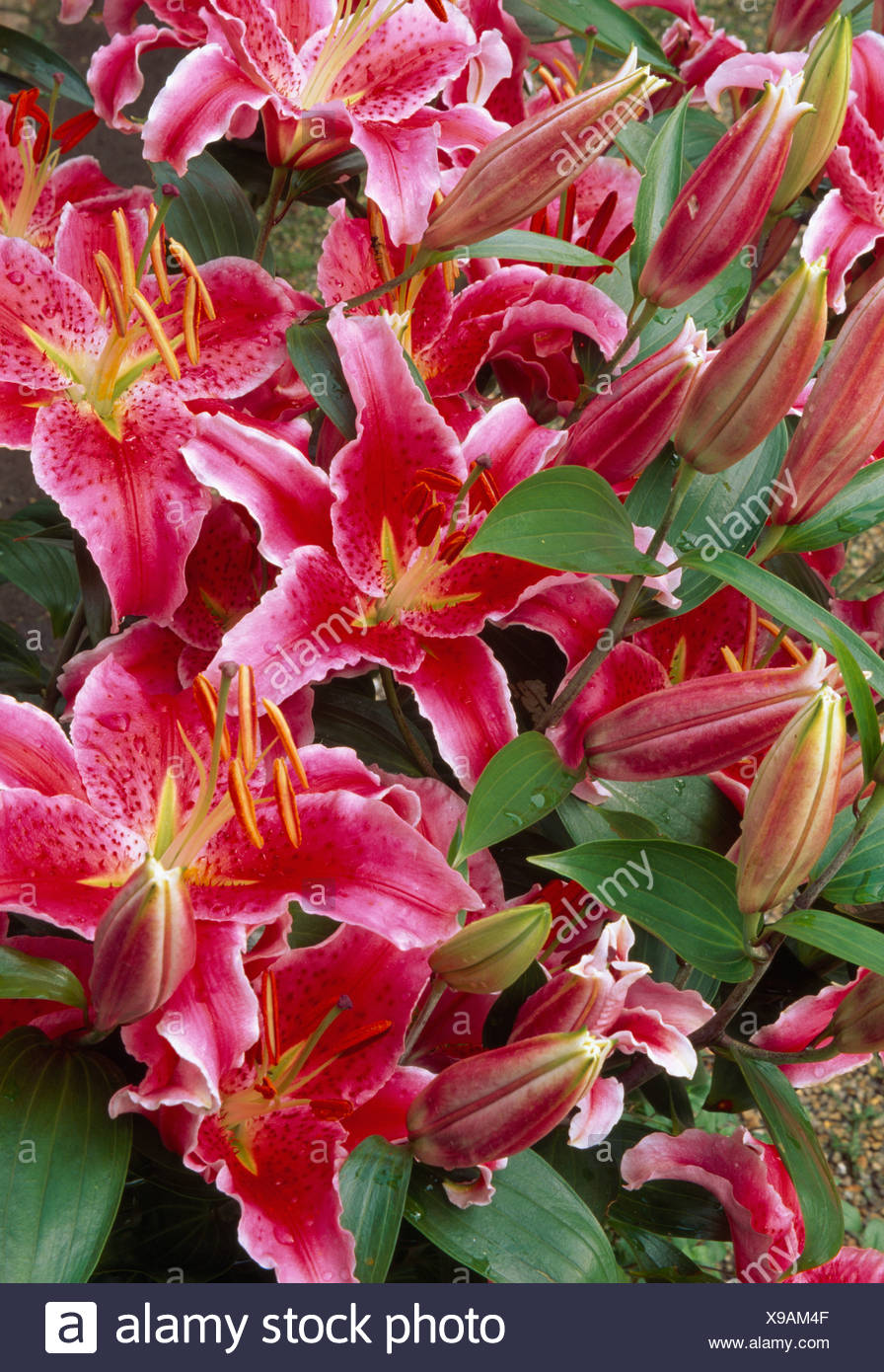 Stargazer Lilies Lilium Flowers Stock Photos & Stargazer Lilies Lilium ...