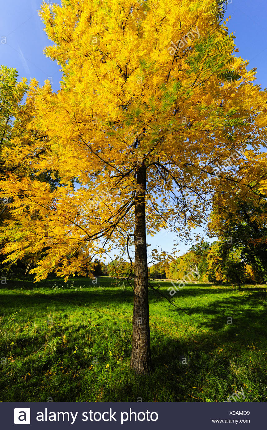 Walnut Tree In Autumn High Resolution Stock Photography and Images - Alamy
