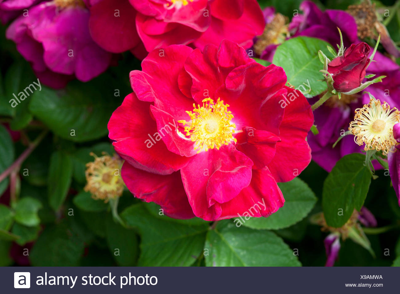 James Mason Stock Photos & James Mason Stock Images - Alamy