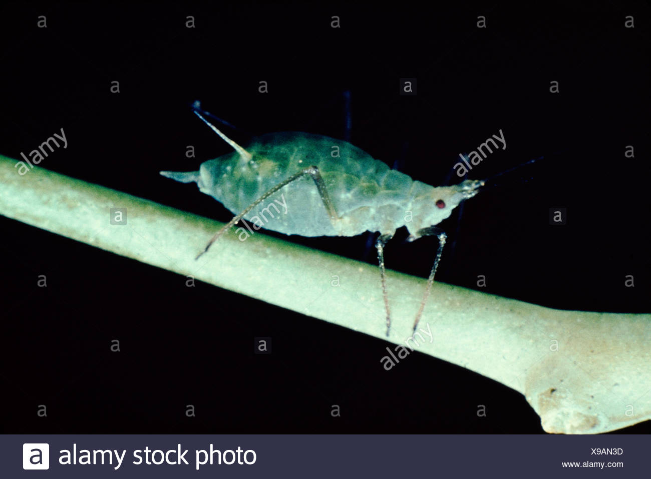 Pea Louse High Resolution Stock Photography and Images - Alamy