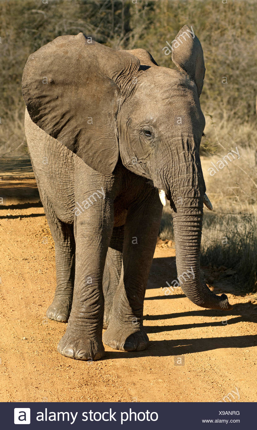 Elephant Flapping Its Ears High Resolution Stock Photography and Images ...