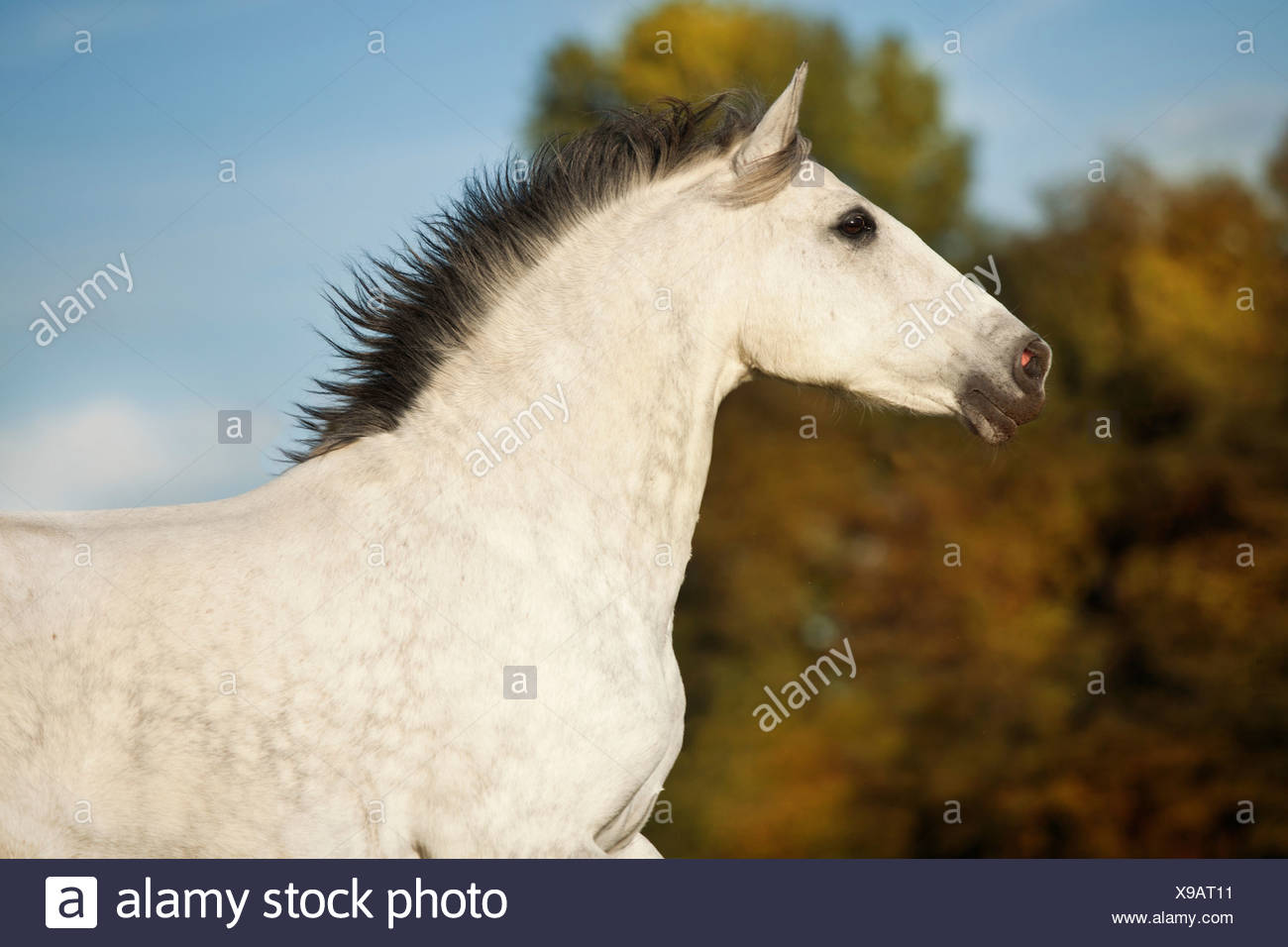 Dapple Grey Horse High Resolution Stock Photography and Images - Alamy