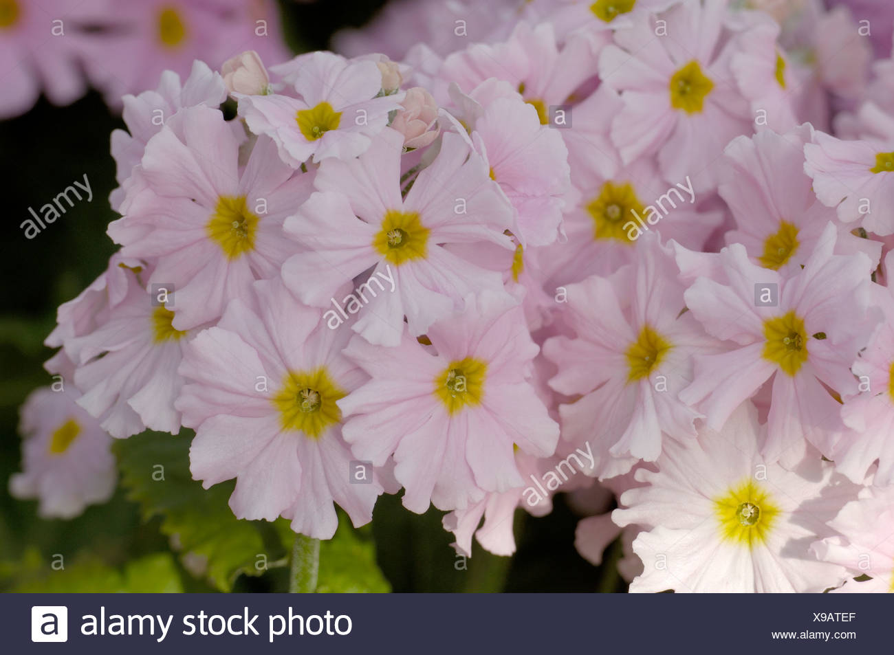 Fairy Primrose High Resolution Stock Photography and Images - Alamy