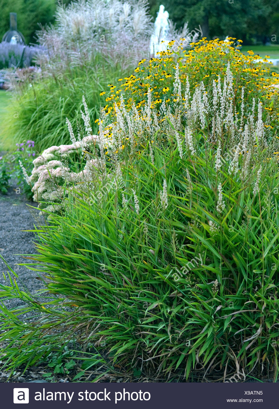 Silver Plants High Resolution Stock Photography and Images - Alamy