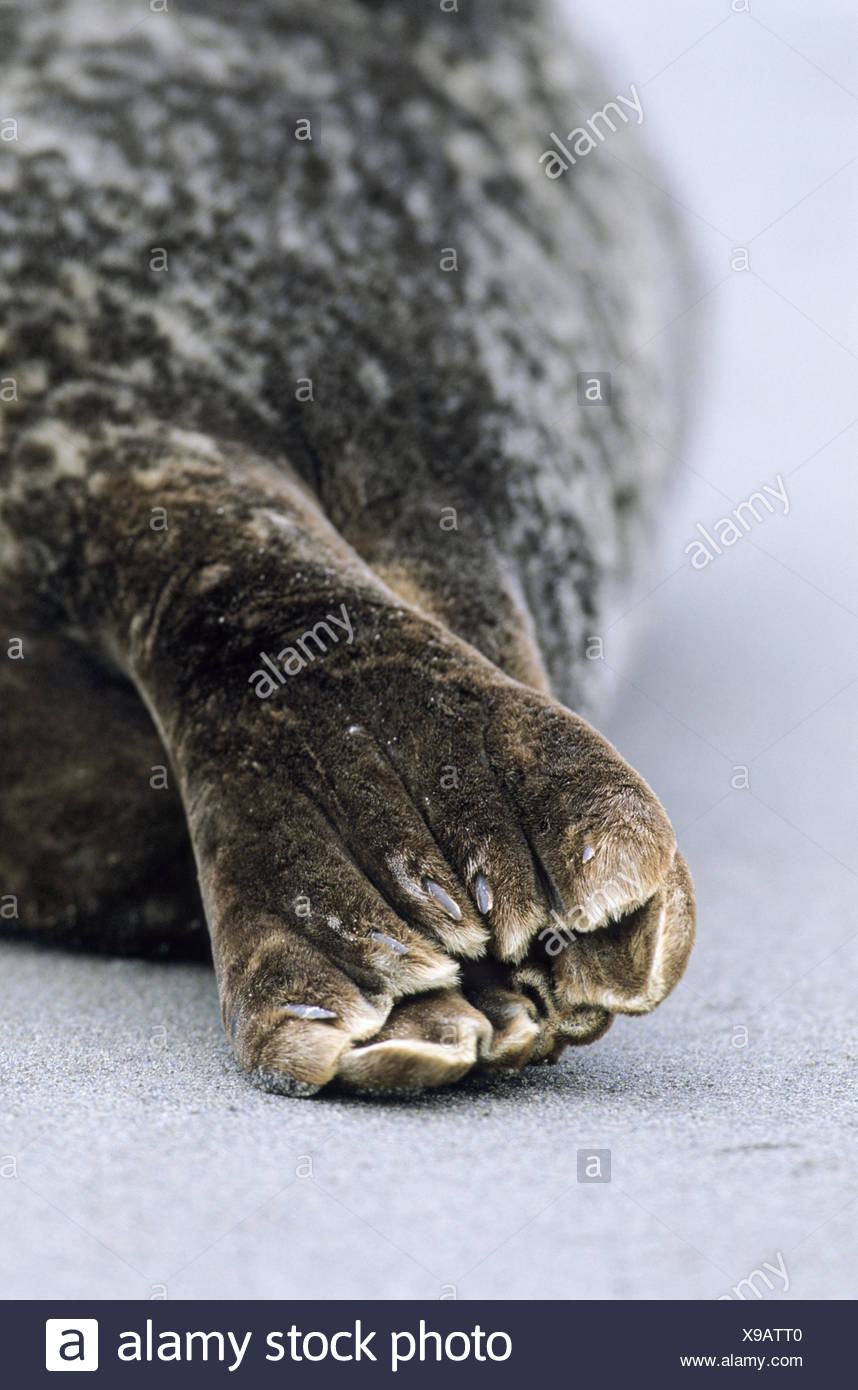 Seals Upright High Resolution Stock Photography and Images - Alamy