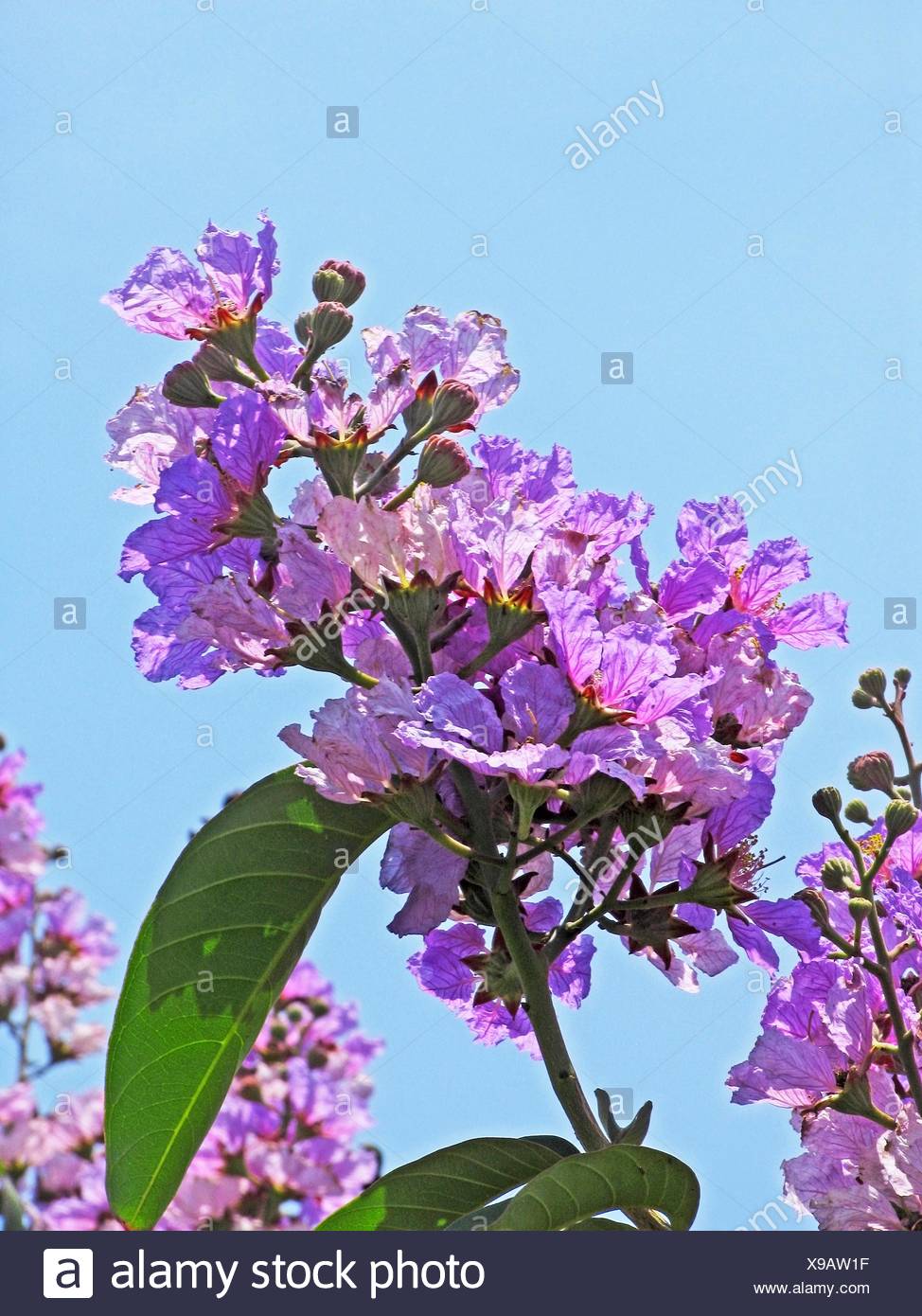 Jarul Tree High Resolution Stock Photography and Images - Alamy
