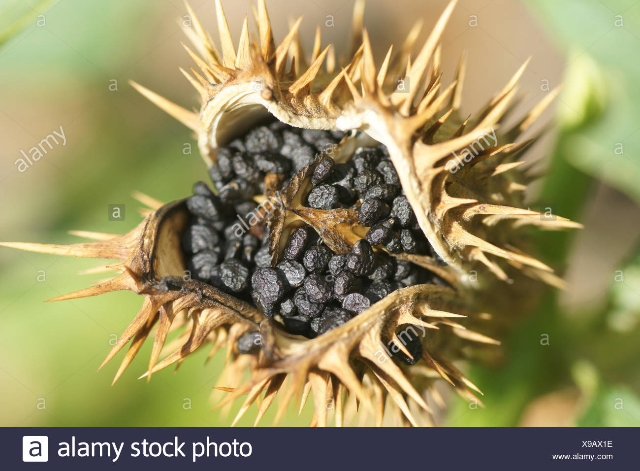 Malpitte High Resolution Stock Photography and Images - Alamy