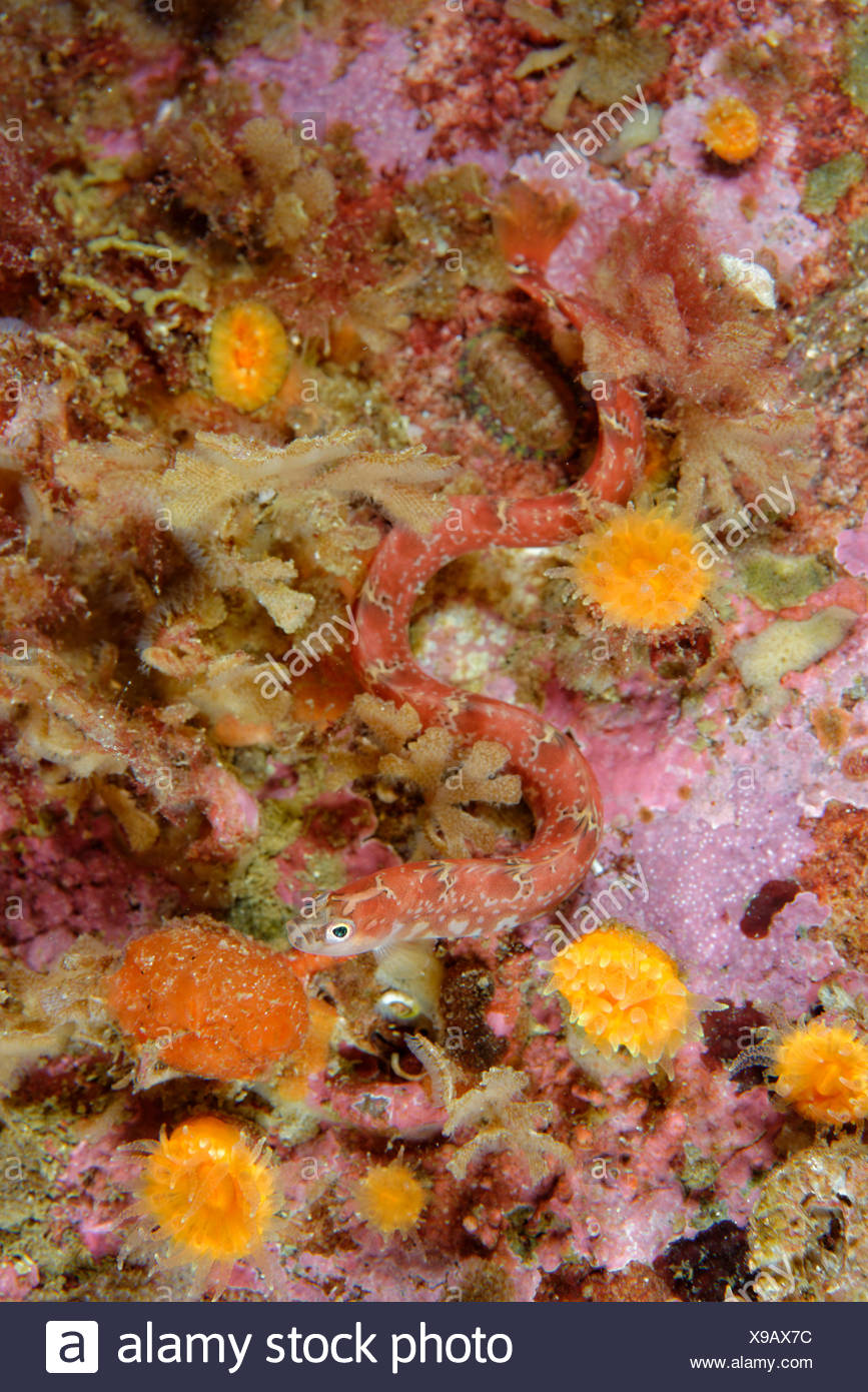 Gunnel Fish Stock Photos & Gunnel Fish Stock Images - Alamy