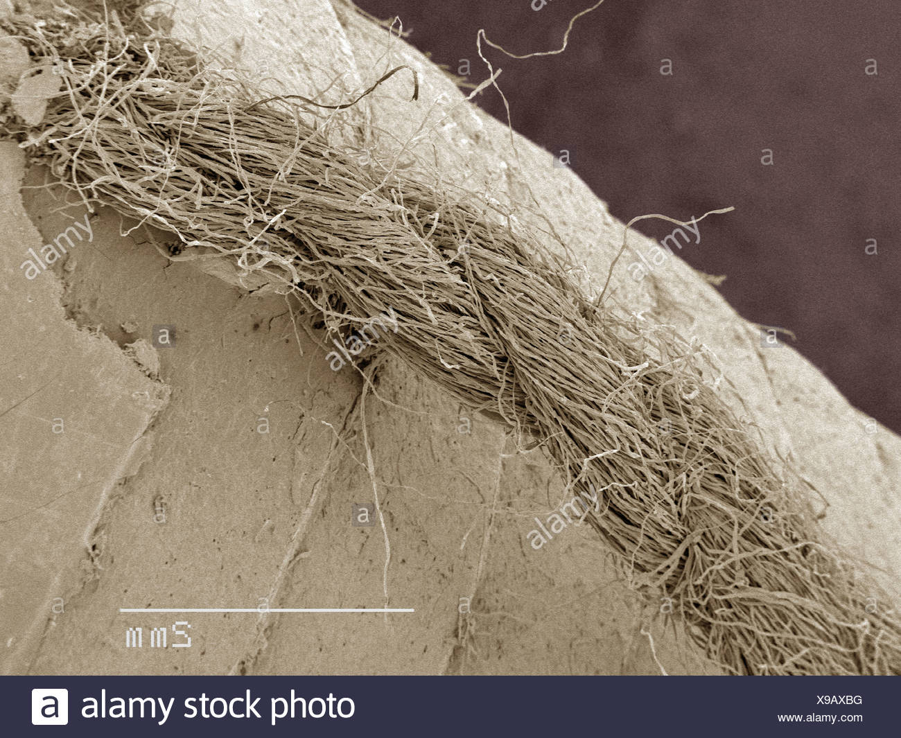 American Microscopes High Resolution Stock Photography and Images - Alamy