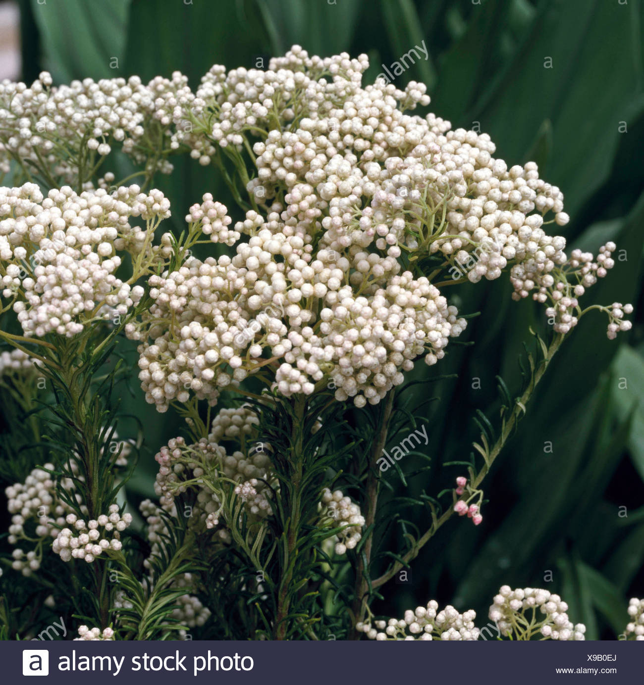 Ozothamnus High Resolution Stock Photography and Images - Alamy