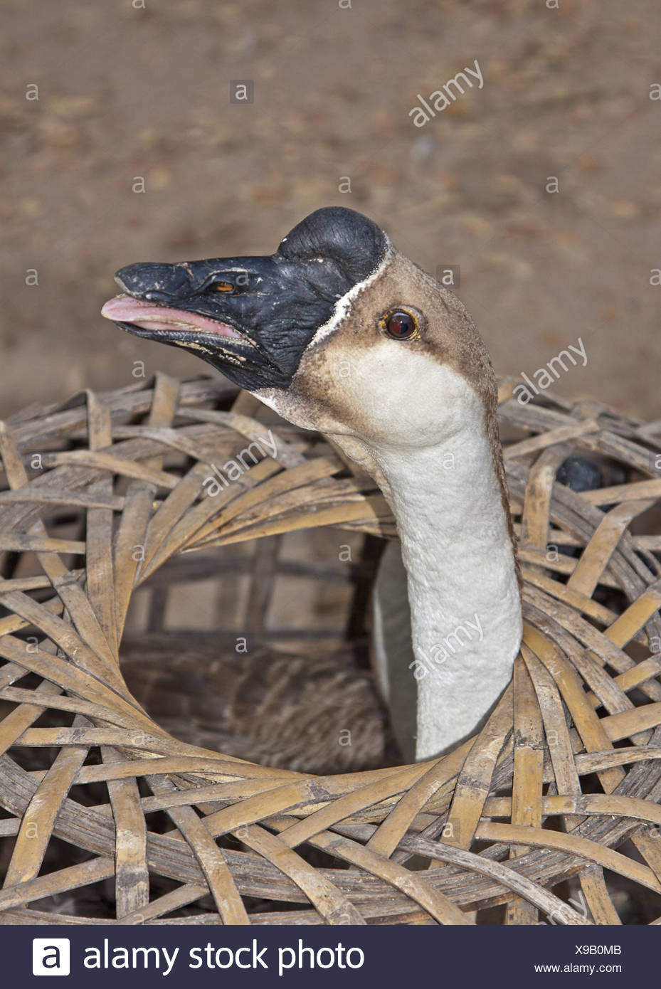 Animals Knob Goose High Resolution Stock Photography and Images - Alamy