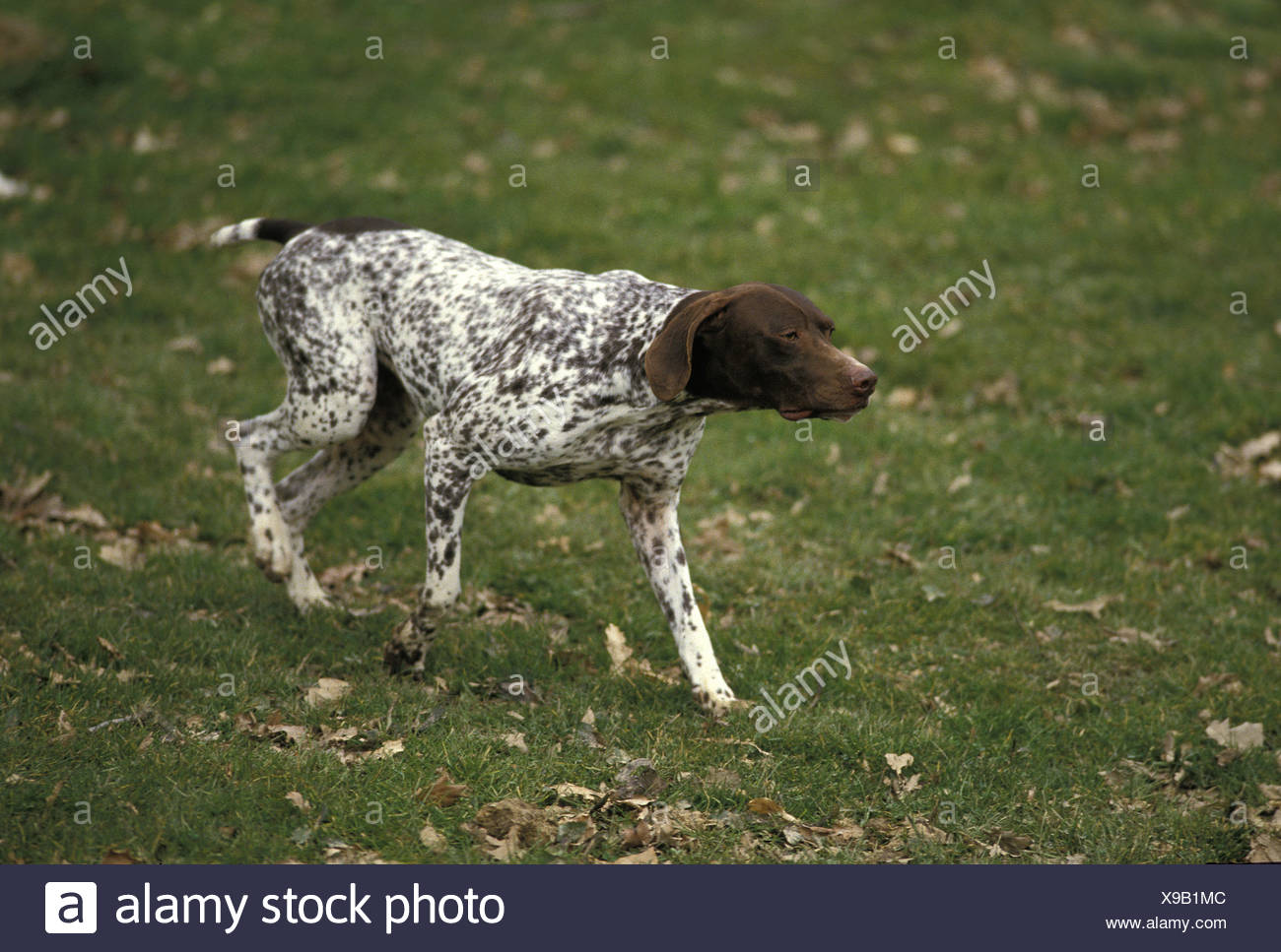 French Pointing Dog Type Pyrenees High Resolution Stock Photography and ...