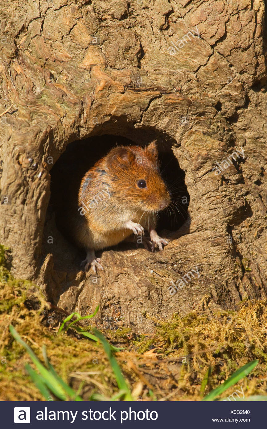 Mouse Holes High Resolution Stock Photography and Images - Alamy