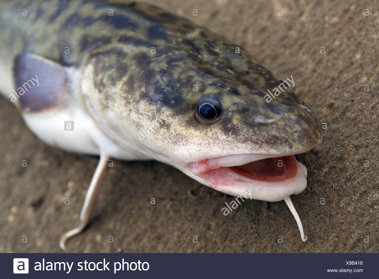 Burbot Fish High Resolution Stock Photography and Images - Alamy
