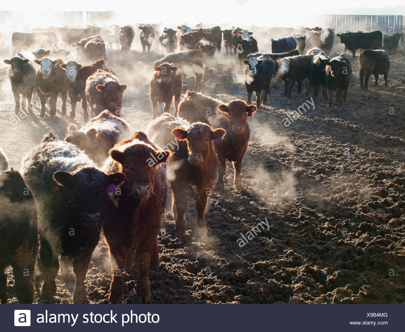 Feed Livestock Alberta High Resolution Stock Photography and Images - Alamy