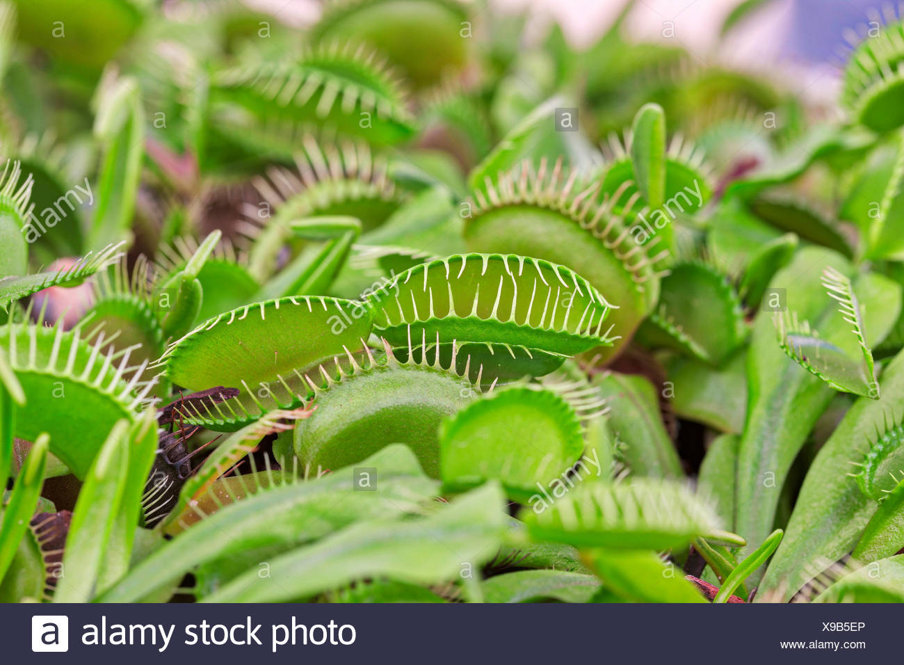 Venus Flytrap Plant High Resolution Stock Photography and Images - Alamy