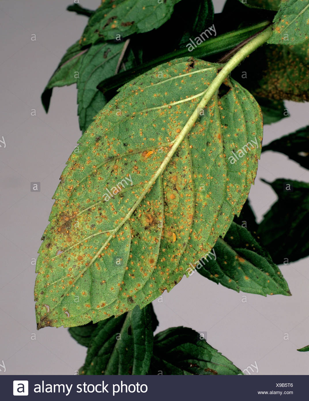 Mint Rust Stock Photos & Mint Rust Stock Images - Alamy