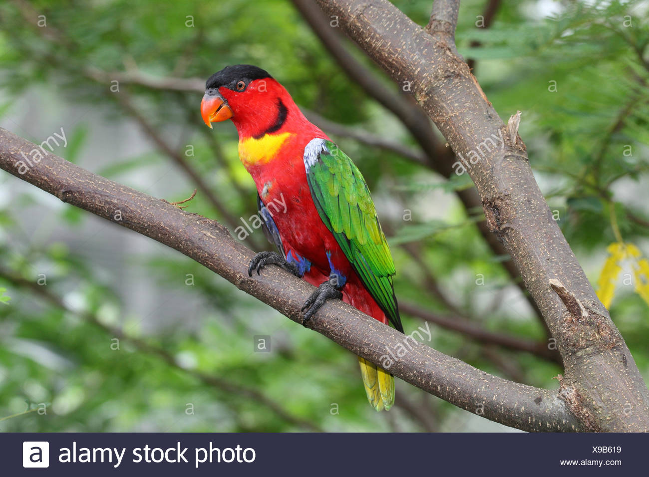 Lorius Lory Stock Photos & Lorius Lory Stock Images - Alamy