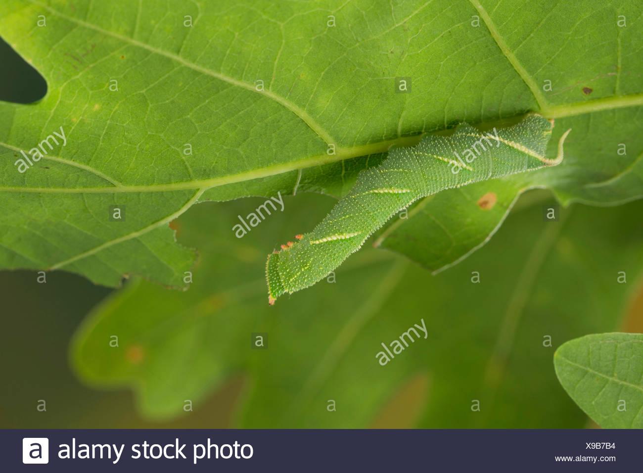 Marumba Quercus High Resolution Stock Photography and Images - Alamy