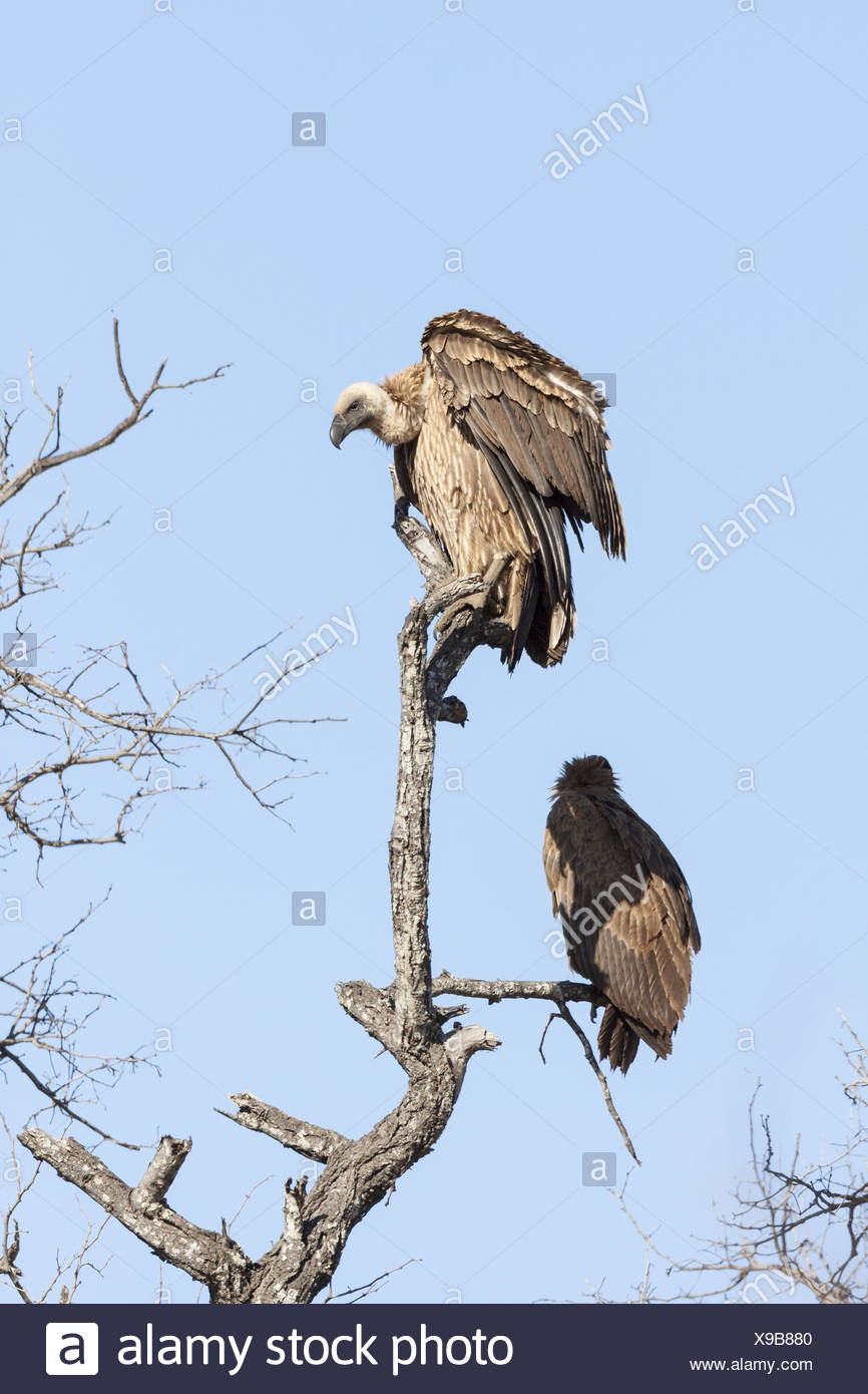 Aasvogel High Resolution Stock Photography and Images - Alamy