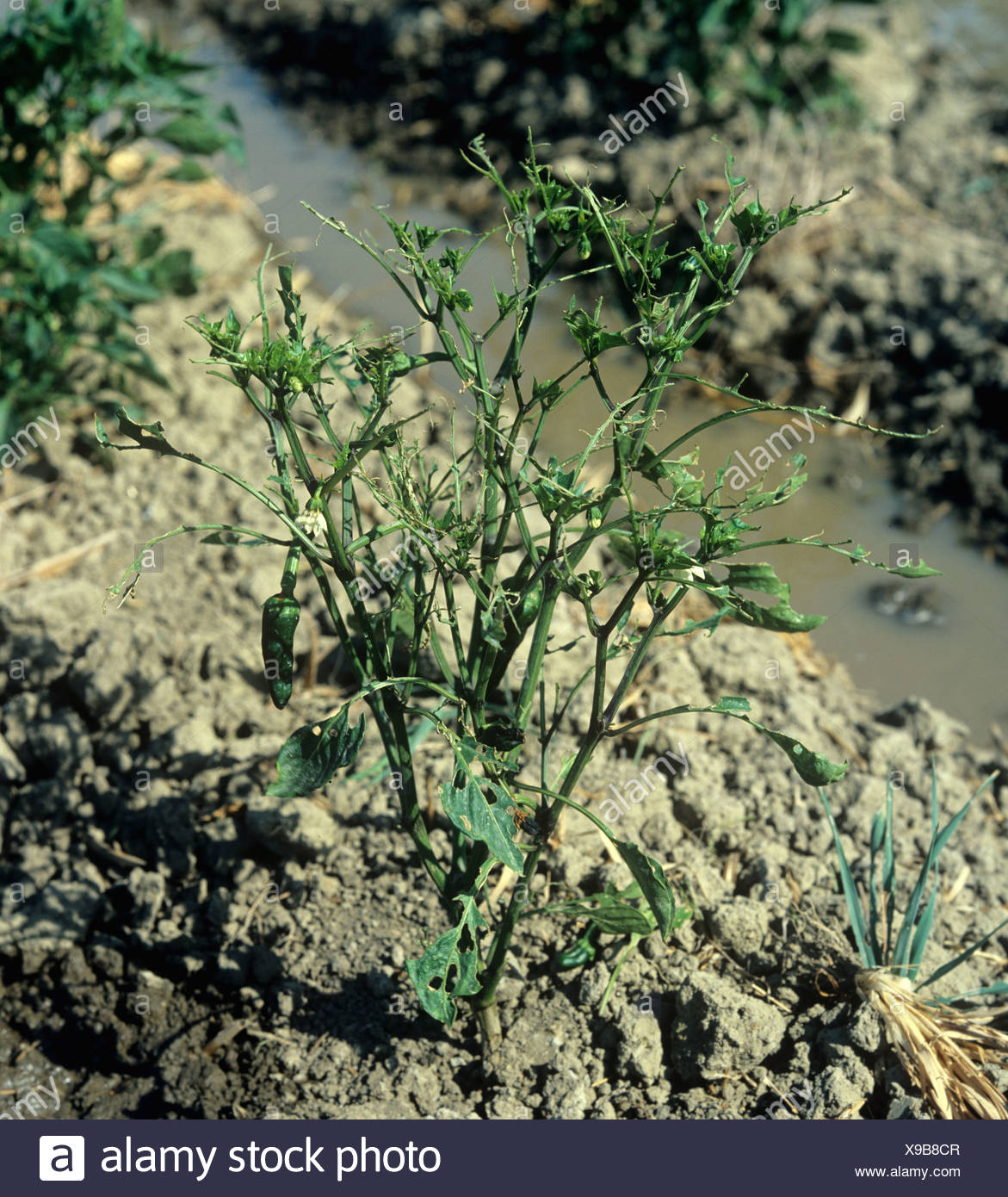 Larval Insects High Resolution Stock Photography and Images - Alamy