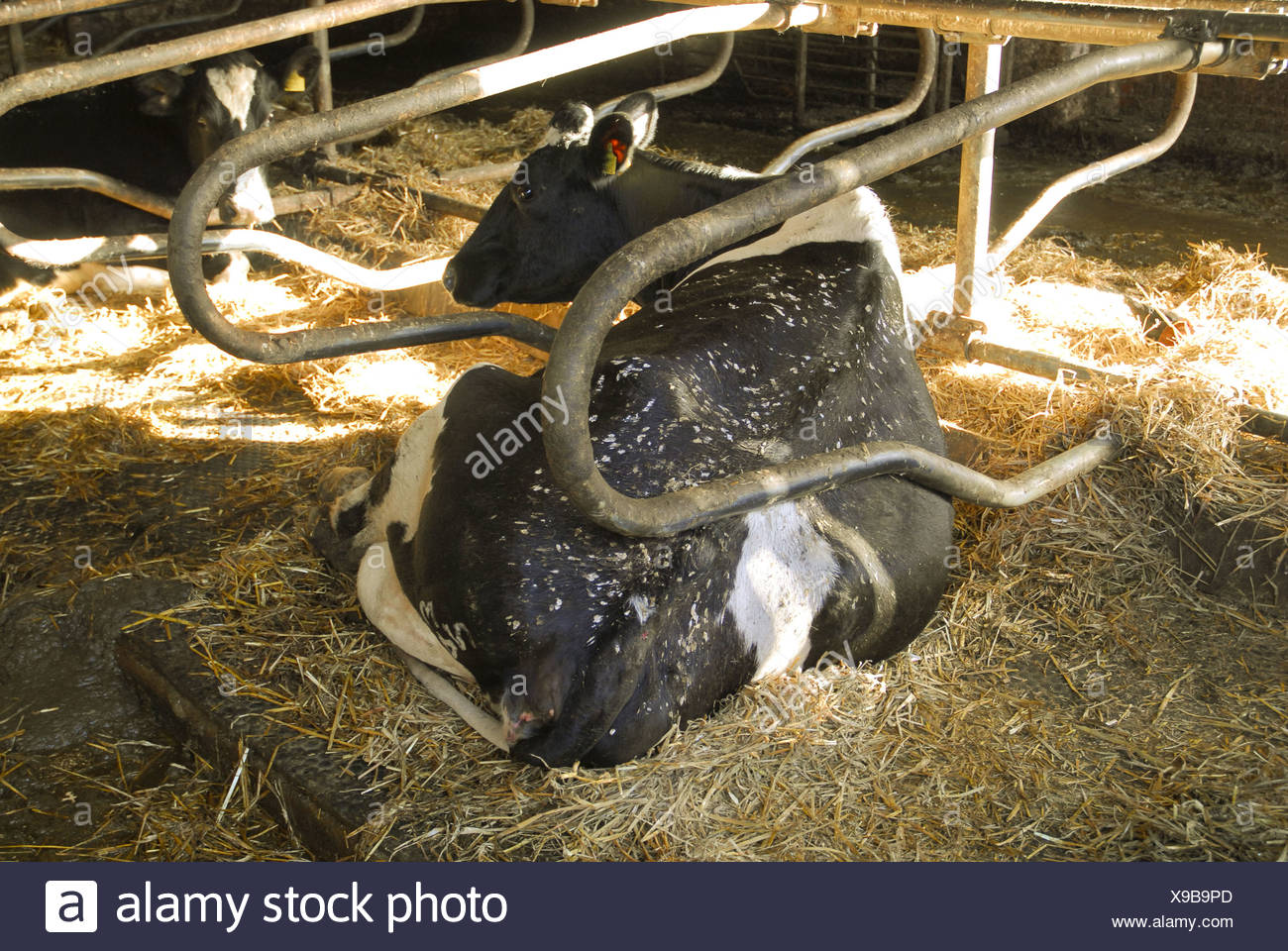 Cow Faeces High Resolution Stock Photography and Images - Alamy